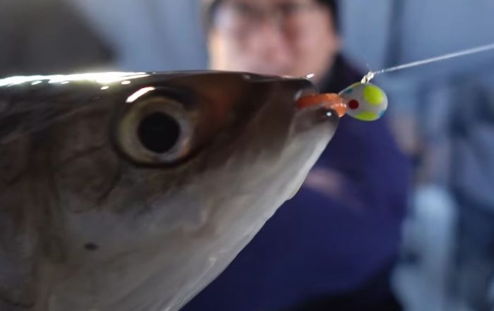 Michigan Cisco Alliance