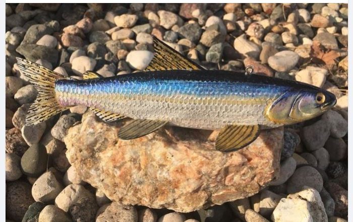 Michigan Cisco Alliance