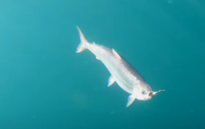 Michigan Cisco Alliance