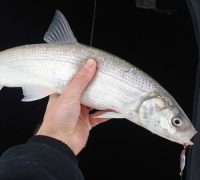 Michigan Cisco Alliance